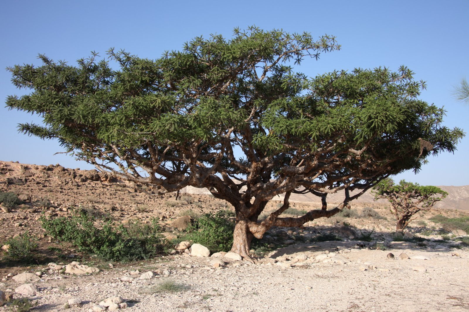 Recursos naturales de Somalia - Desarrollo Sustentable