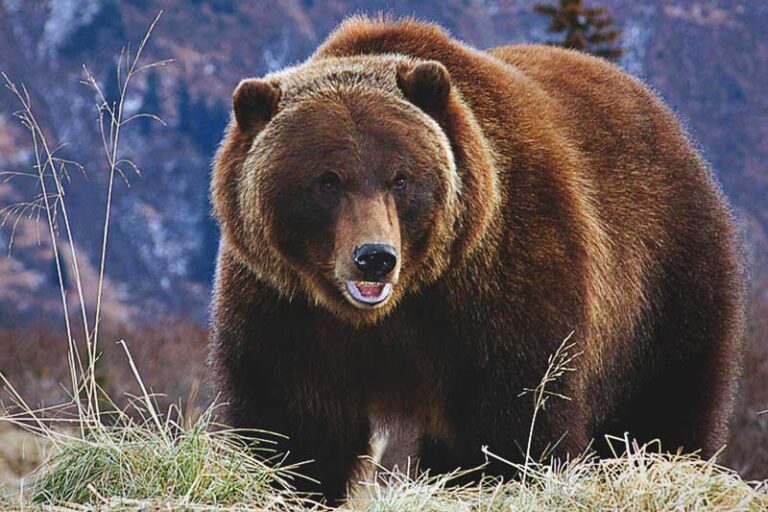 Recursos naturales de Rusia - Desarrollo Sustentable